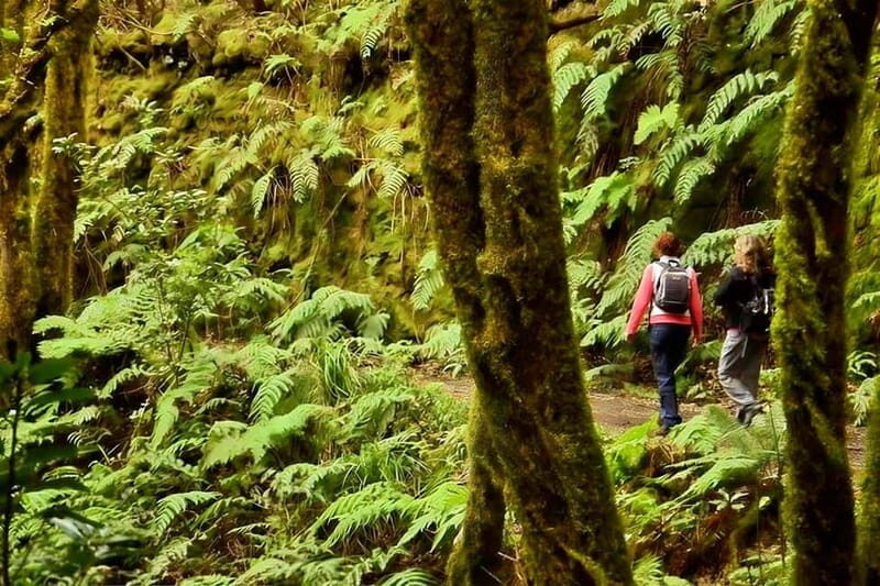 Tenerife: Guided tour guide in the Anaga Rural Park - What to Expect from Your Guided Walk