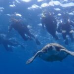 Tenerife: Kayak and Snorkel with Turtles, Wetsuits Included - What to Expect from the Tour