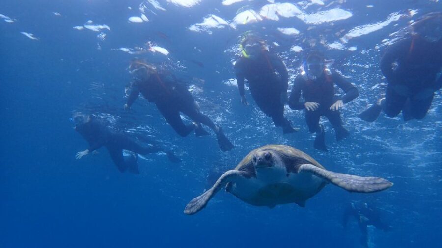Tenerife: Kayak and Snorkel with Turtles, Wetsuits Included - What to Expect from the Tour