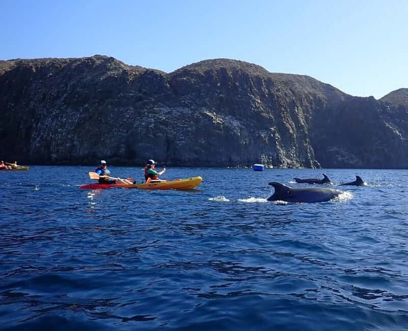 Tenerife: Kayak & Snorkel Tour with Snacks & Sea Life Safari - Value for Money