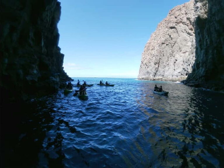 Tenerife: Kayak & Snorkel Tour with Turtles and Dolphins - The Itinerary Breakdown