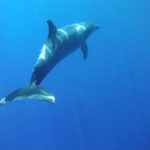 Tenerife: Kayak & Snorkel with Turtles & Dolphins w/Photos - What’s Included and What to Bring