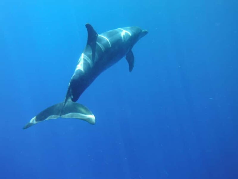 Tenerife: Kayak & Snorkel with Turtles & Dolphins w/Photos - What’s Included and What to Bring