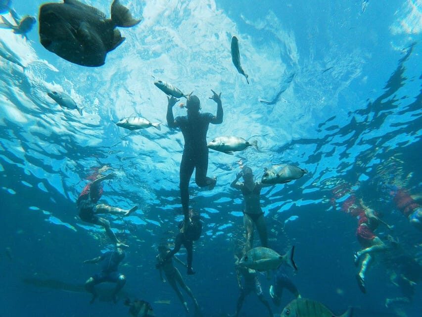 Tenerife: Kayak & Snorkeling, Marine Fauna Watching - Who Is This Tour Best For?