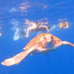 Tenerife: kayak tour with animals and underwater scooters - The Value of the Tour