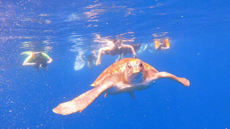 Tenerife: kayak tour with animals and underwater scooters - The Value of the Tour