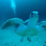 Tenerife : Private Dive for Beginners from a Boat - Why This Experience Stands Out