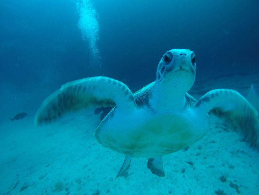 Tenerife : Private Dive for Beginners from a Boat - Why This Experience Stands Out