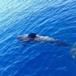 Tenerife: Private or Group 3 Hour Sailing Cruise with Drinks - Why Choose This Cruise?