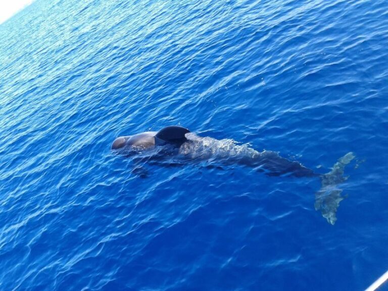 Tenerife: Private or Group 3 Hour Sailing Cruise with Drinks - Why Choose This Cruise?