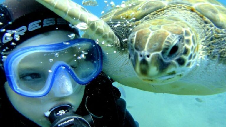 Tenerife: Puerto Colon Discover Scuba Diving Trip - Breaking Down the Itinerary
