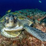 Tenerife: Scuba Diving Experience for Every Level - Price and Value