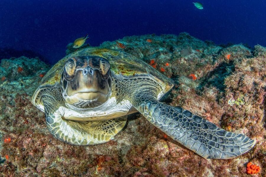 Tenerife: Scuba Diving Experience for Every Level - Price and Value