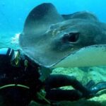 Tenerife: Scuba Diving for Certified Divers in Tenerife - The Itinerary Breakdown