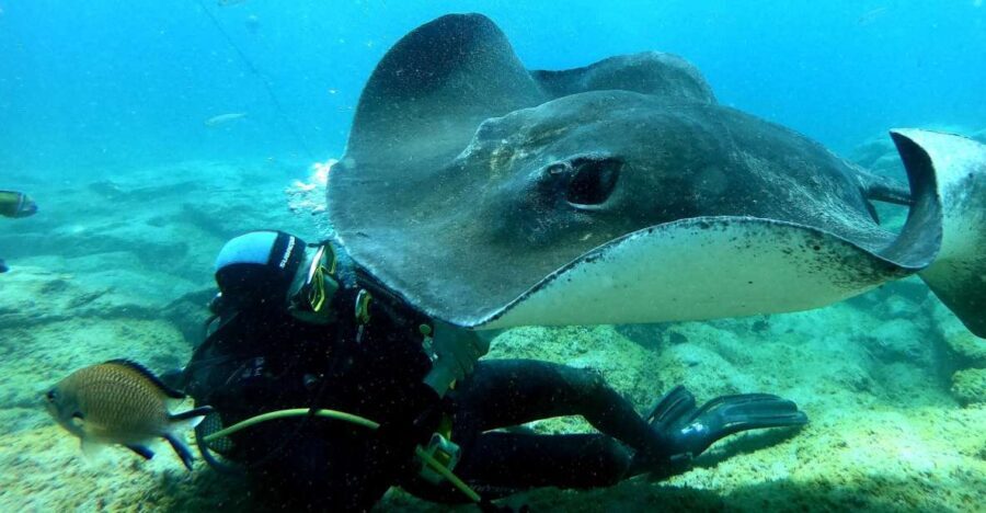 Tenerife: Scuba Diving for Certified Divers in Tenerife - The Itinerary Breakdown