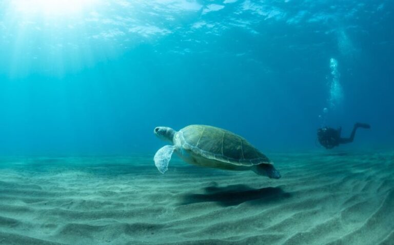 Tenerife: Scuba Diving Lesson and Abades Protected Area Dive - Who Should Consider This Experience?