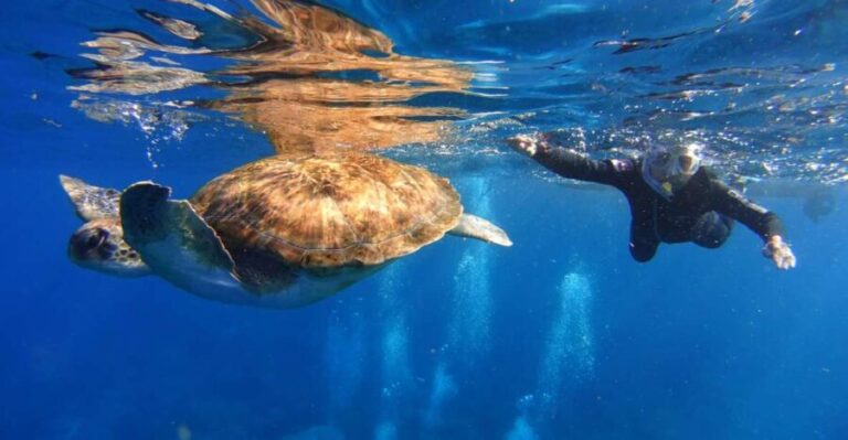 Tenerife: Snorkel with Turtles - A Detailed Look at the Tenerife Snorkel with Turtles Tour