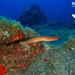 Tenerife: Snorkeling Equipment Rental in Radazul - Why Choose This Snorkel Rental?
