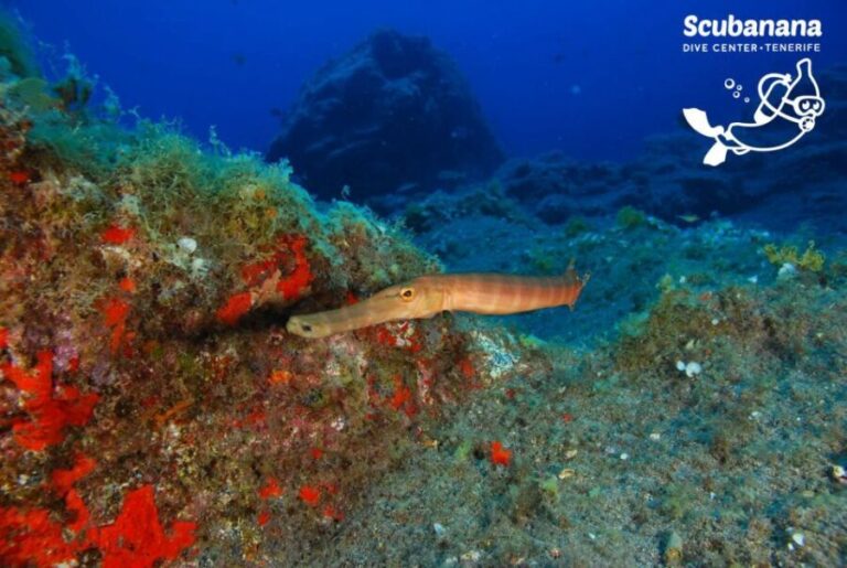 Tenerife: Snorkeling Equipment Rental in Radazul - Why Choose This Snorkel Rental?