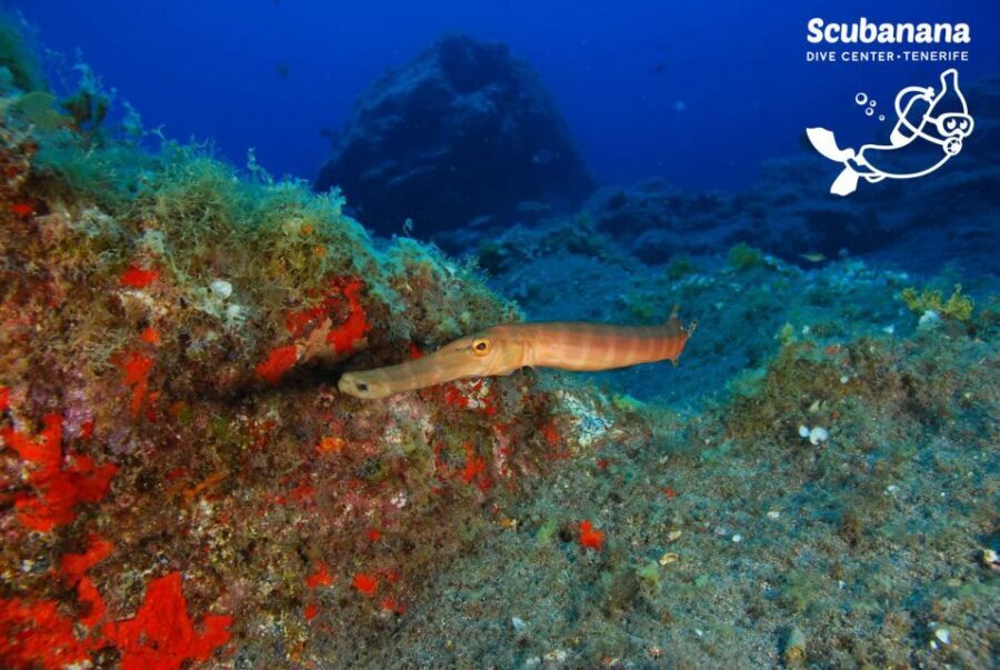 Tenerife: Snorkeling Equipment Rental in Radazul - Why Choose This Snorkel Rental?