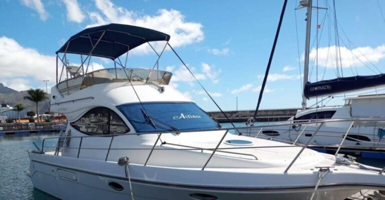 Tenerife south: safari with luxury boat , animals encounters - Analyzing the Value