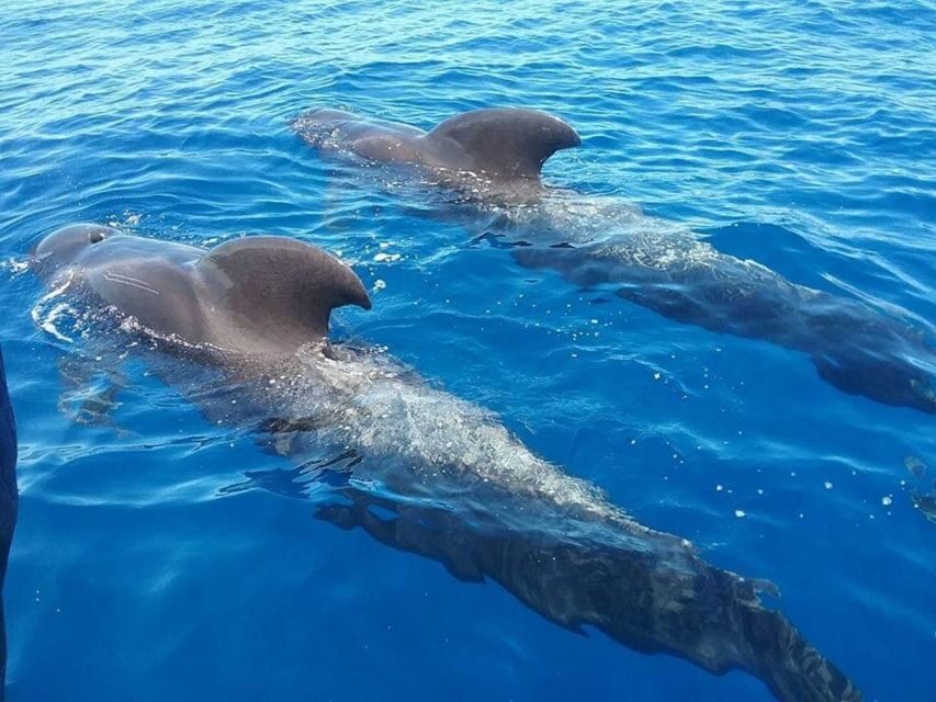 Tenerife: Teide National Park and Dolphins Sailboat Tour - The Sea: Dolphin Watching on a Private Sailboat