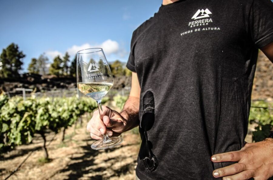 Tenerife: Tour of an Organic Vineyard with Tasting & Snacks - The Views and Environment: A Feast for the Eyes and the Senses
