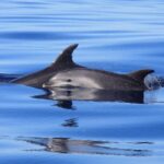Tenerife: Whale and Dolphin Watching Boat Tour - Who Will Love This Tour?