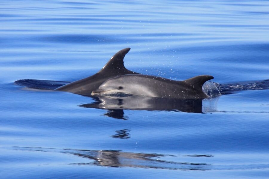 Tenerife: Whale and Dolphin Watching Boat Tour - Who Will Love This Tour?
