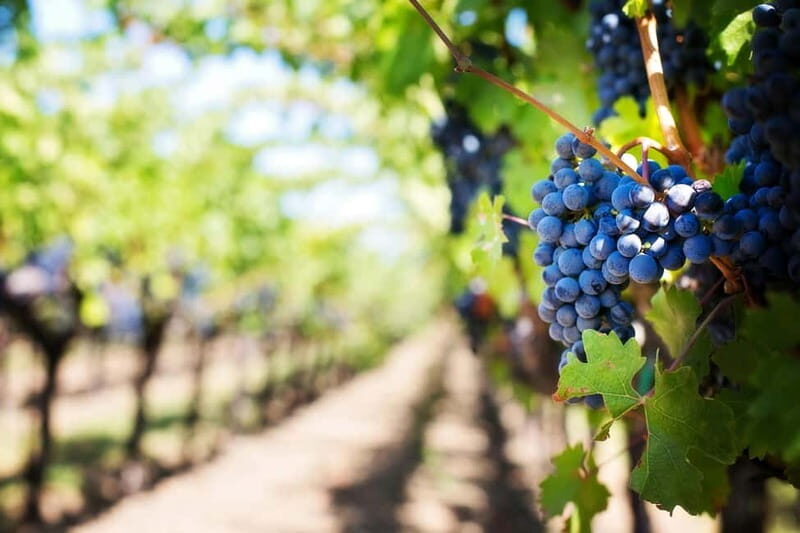 Tenimenti d'Alessandro - Visit the winery and wine tasting - What to Expect at Tenimenti dAlessandro