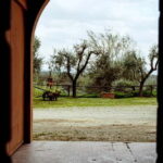 Tenuta San Vito: Organic Wine Tasting with Tuscan Cold Cuts - The Organic Wine Tasting: Four Wines to Savor