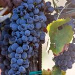Tenuta Valle delle Ferle: Wine & food tasting in Caltagirone - Practical Details and Value