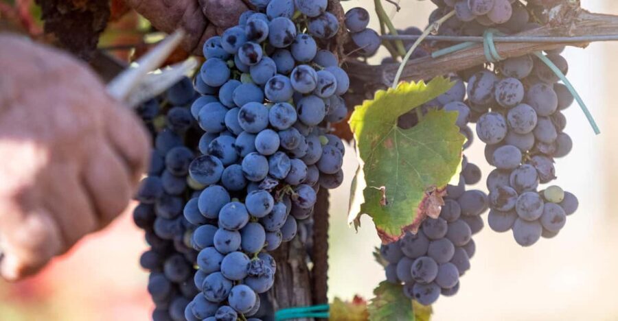 Tenuta Valle delle Ferle: Wine & food tasting in Caltagirone - Practical Details and Value