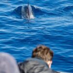 Terceira: Half-Day Dolphin and Whale Watching Tour - What Really Makes This Tour Stand Out