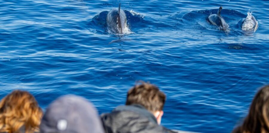 Terceira: Half-Day Dolphin and Whale Watching Tour - What Really Makes This Tour Stand Out