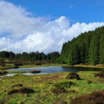 Terceira Island: Highlights Tour with Traditional Lunch - Why This Tour Offers Great Value
