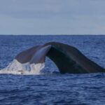 Terceira Island : Whale and Dolphin Watching boat excursion - The Itinerary and What to Expect