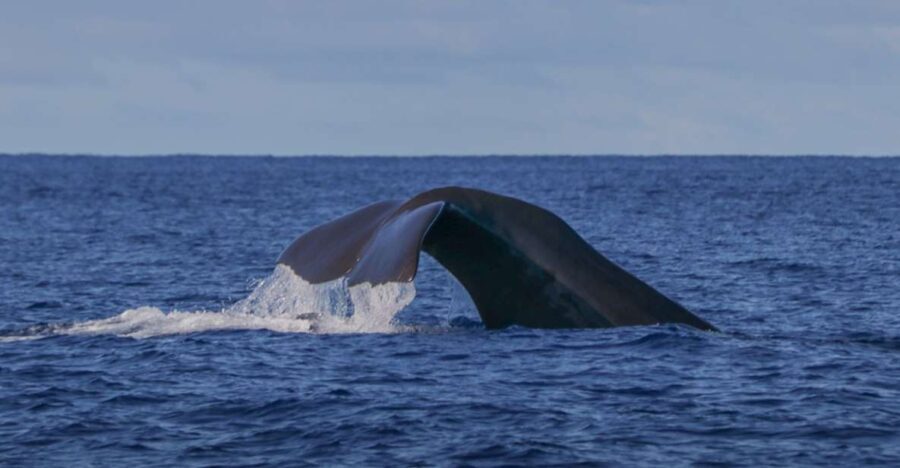 Terceira Island : Whale and Dolphin Watching boat excursion - The Itinerary and What to Expect