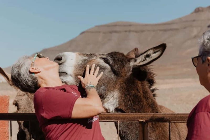 The Animal Academy - Shelter Tour - The Experience at a Glance