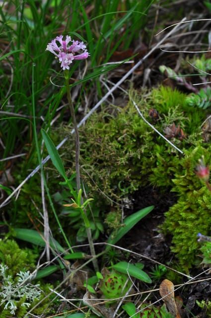THE BOTANICAL GARDENS OF AOSTA VALLEY - The Guide: Your Knowledgeable Companion