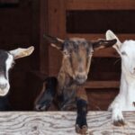 The cheeses and goats of the Roero. - The Practical Details