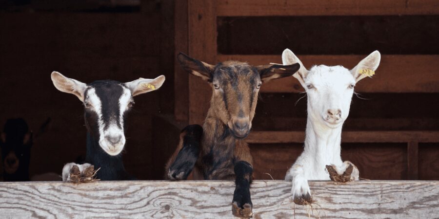 The cheeses and goats of the Roero. - The Practical Details