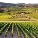 The Complete Wine Tour Brunello, Nobile, Chianti wine experience - Who is This Tour Best For?