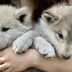 The Cuddly Wolf - Private Tour - Final Thoughts: Is It Worth It?