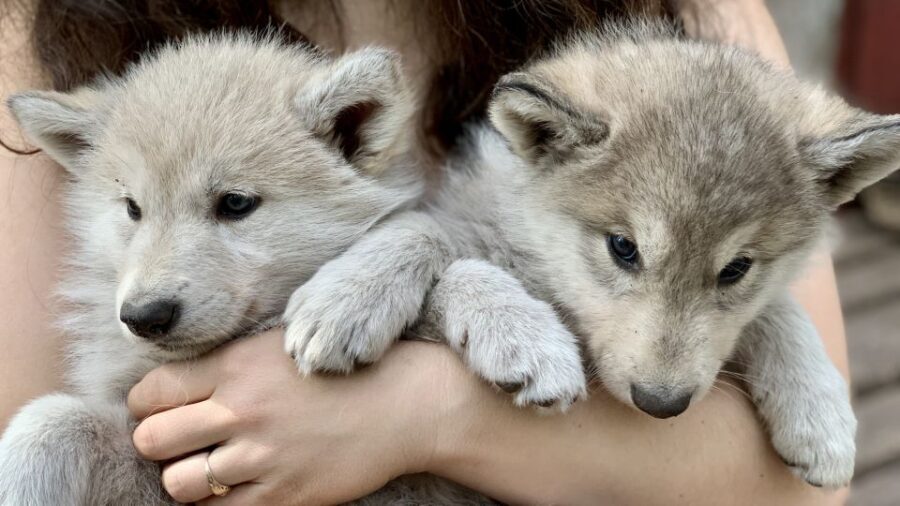The Cuddly Wolf - Private Tour - Final Thoughts: Is It Worth It?