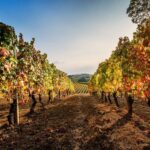 The Dosman: Winetasting in La Morra - The Core of the Experience: The Wines