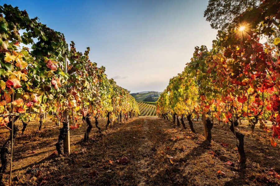 The Dosman: Winetasting in La Morra - The Core of the Experience: The Wines