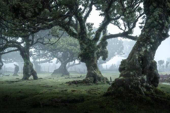 The Fanal Forest by Feeling Madeira - What Makes This Tour Special?