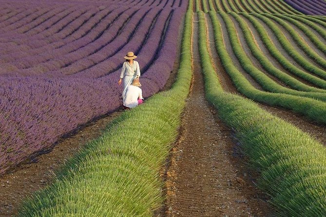 The Lavender country - Private tour with a local guide - Introduction