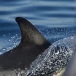 The North Coast Boat Trip Experience - Why This Trip Stands Out
